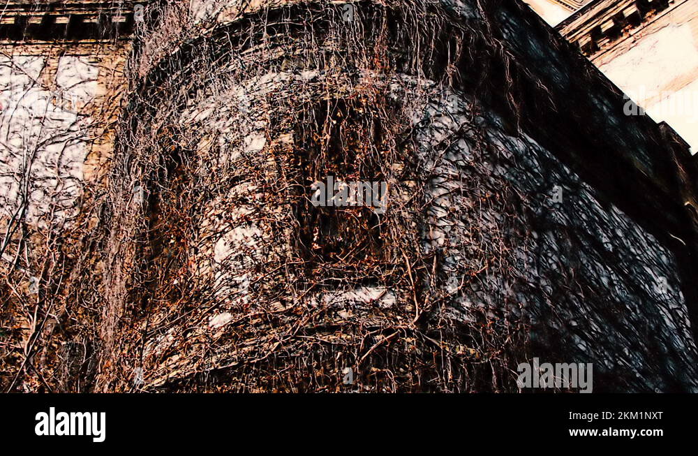 Branches and windows Stock Videos & Footage - HD and 4K Video Clips - Alamy