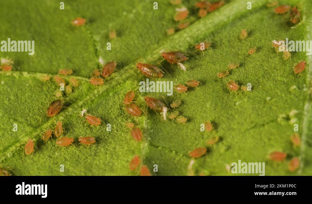 Leaf infested with aphids in different life stages. Instars of nymphs ...