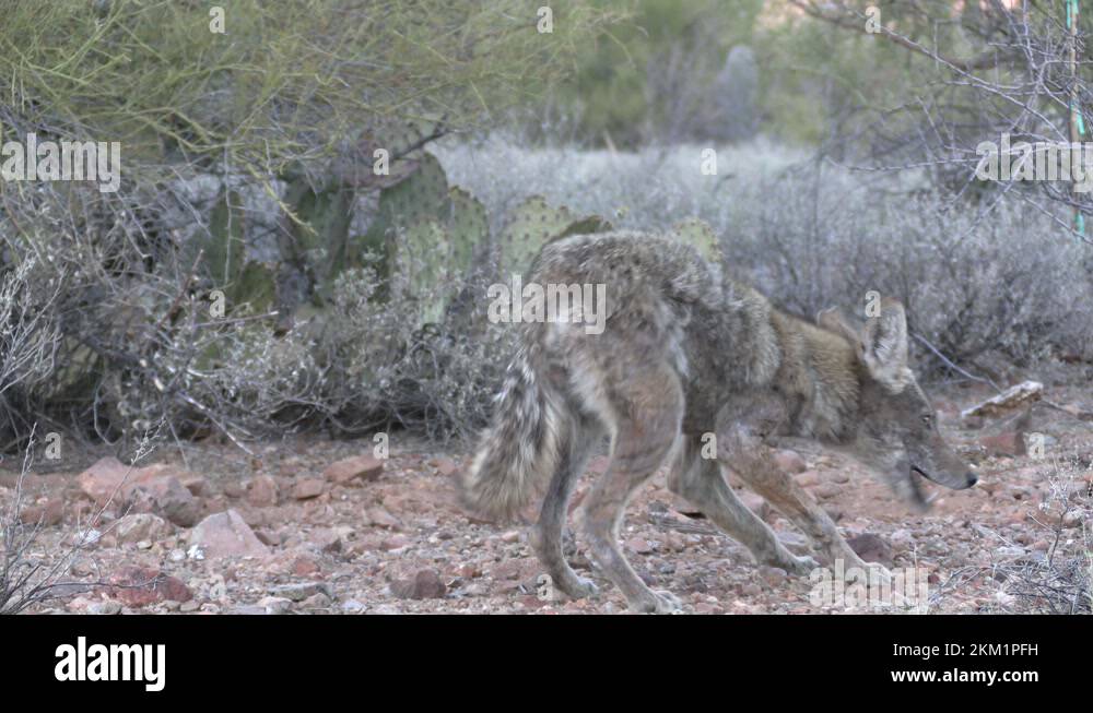 Mange disease Stock Videos & Footage - HD and 4K Video Clips - Alamy