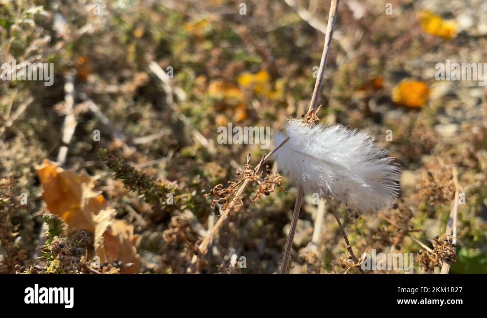 Small fluffy bird Stock Videos & Footage - HD and 4K Video Clips - Alamy