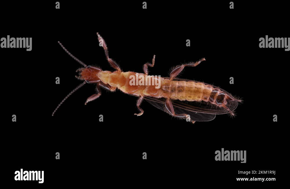 relic insect Embia savignyi under a microscope, male. Of the family ...