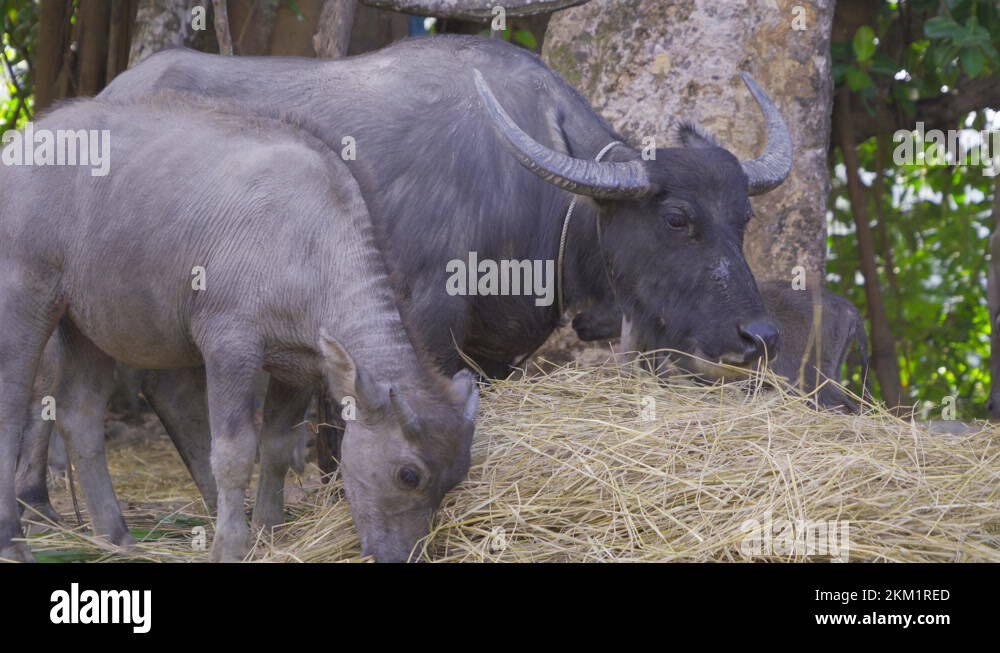 Farm field animals Stock Videos & Footage - HD and 4K Video Clips - Alamy
