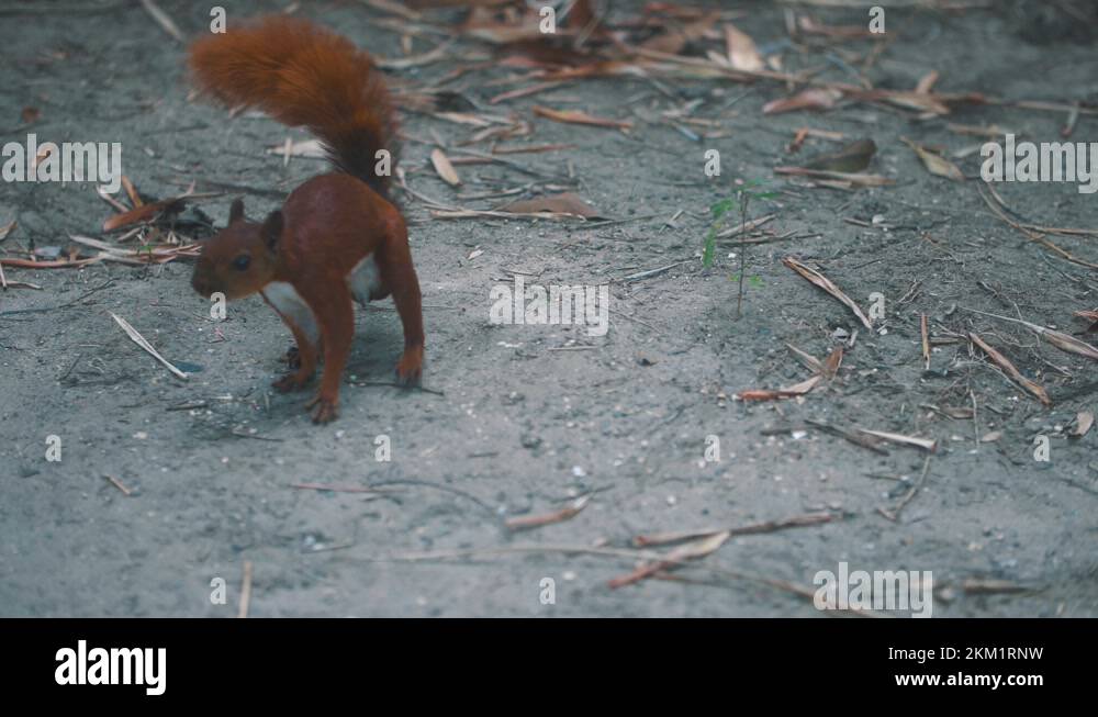 Scary squirrel Stock Videos & Footage - HD and 4K Video Clips - Alamy