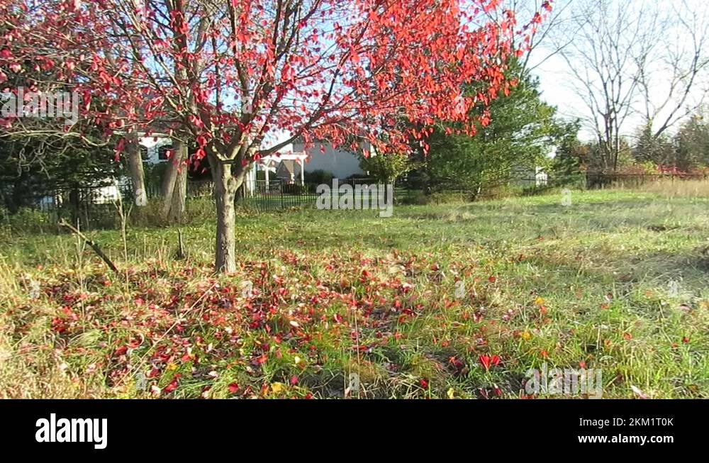 Tree shedding leaves Stock Videos & Footage - HD and 4K Video Clips - Alamy