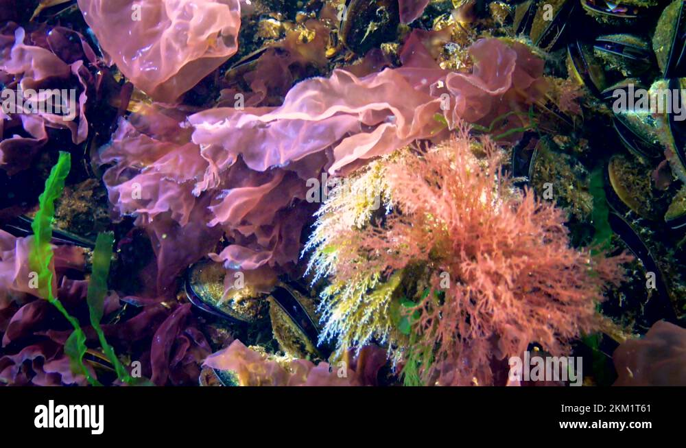 Hydroid polyps Obelia and different types of green, brown and red algae ...