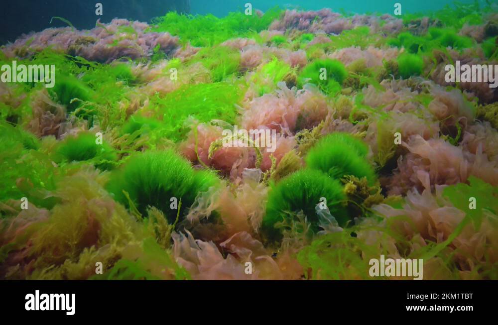 Different species of green, brown and red algae on stones in the Black ...