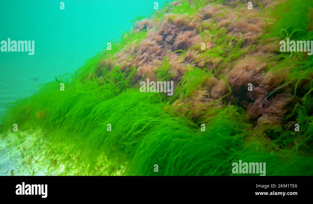 Different species of green, brown and red algae on stones in the Black ...