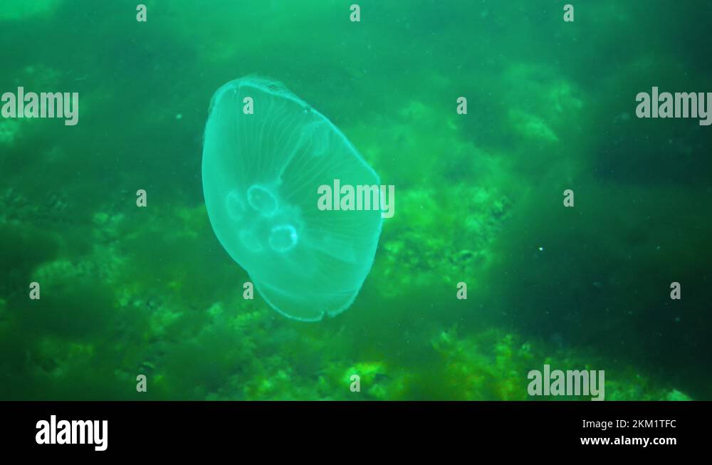 Common jellyfish, moon jellyfish (Aurelia aurita) swims over algae in ...