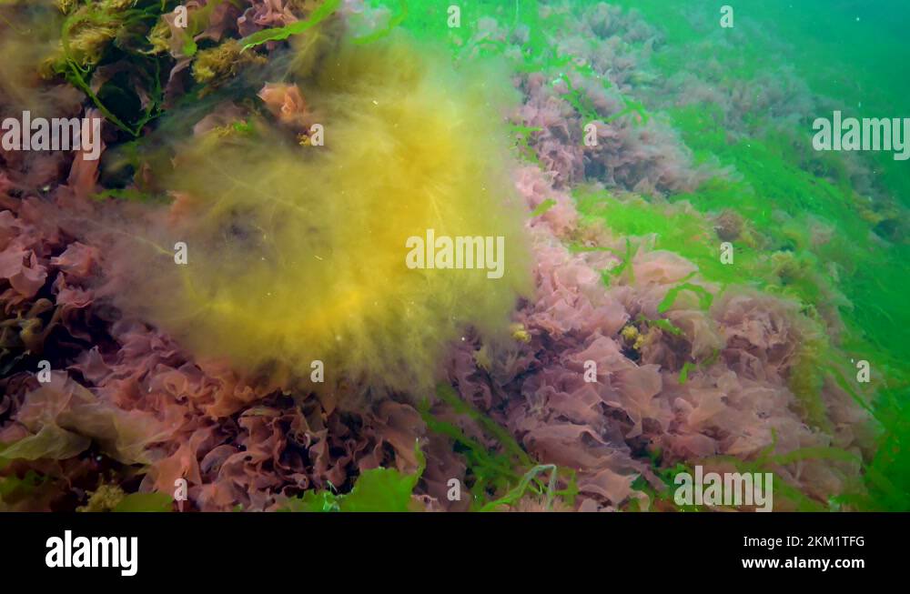 Different species of green, brown and red algae on stones in the Black ...