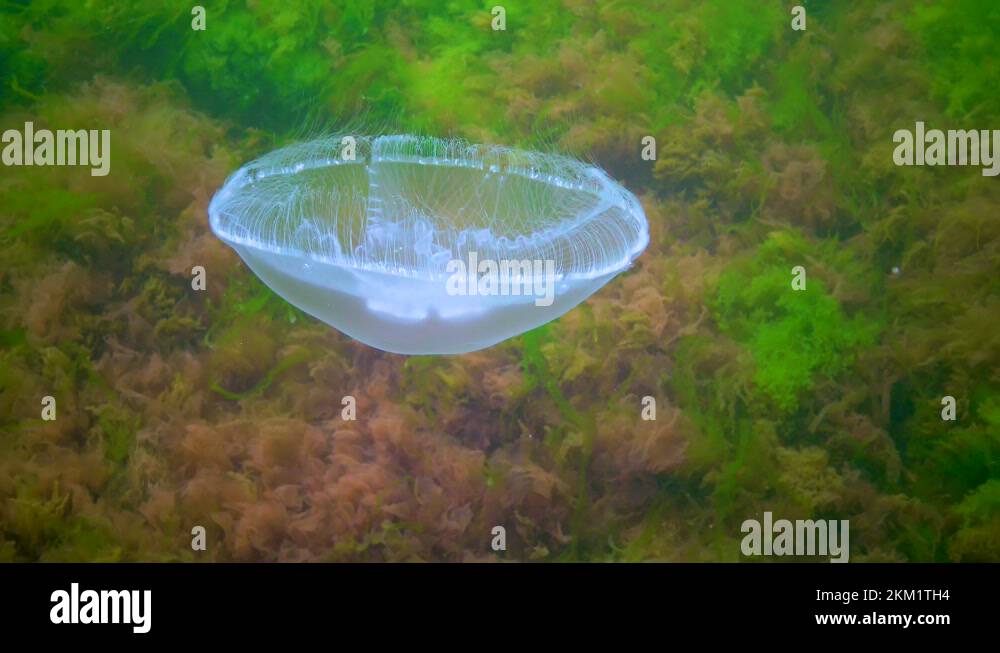 Common jellyfish, moon jellyfish (Aurelia aurita) swims over algae in ...