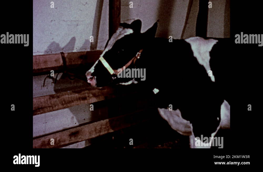 Cow pat Stock Videos & Footage - HD and 4K Video Clips - Alamy