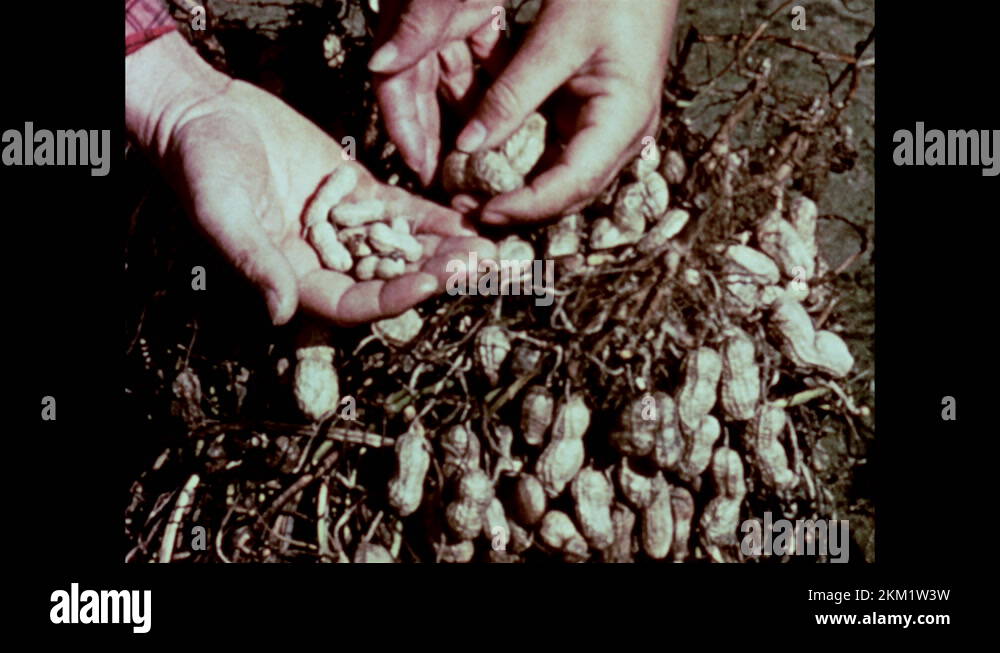 1950s: Plant biologists study peanut plants loaded with peanuts. Jumbo ...