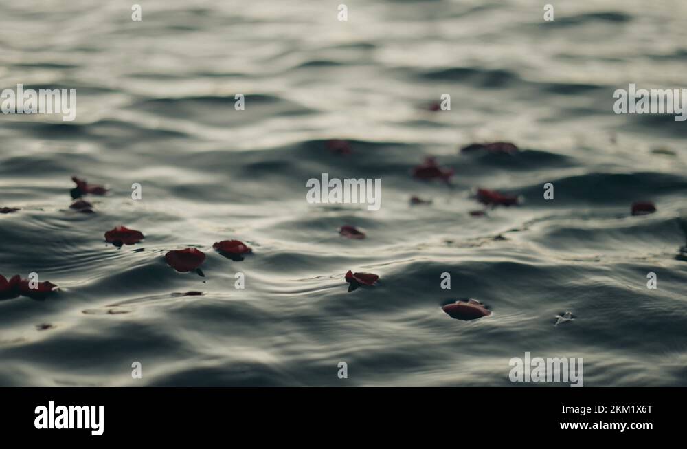 Flower petals water ocean Stock Videos & Footage - HD and 4K Video ...