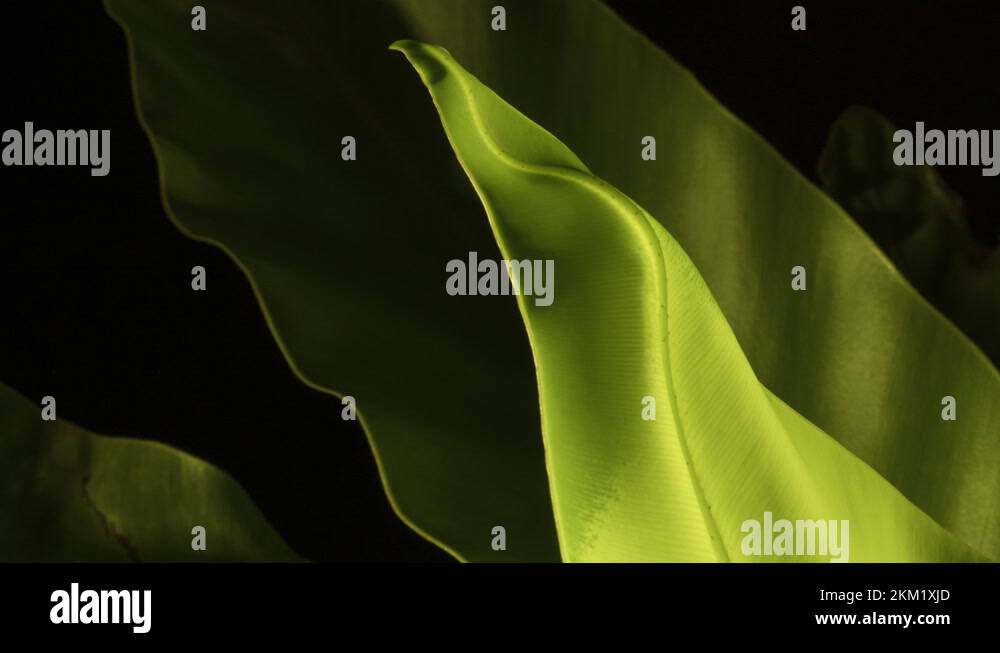 Bird's nest fern slowly flexing it's muscles as new growth stretches ...