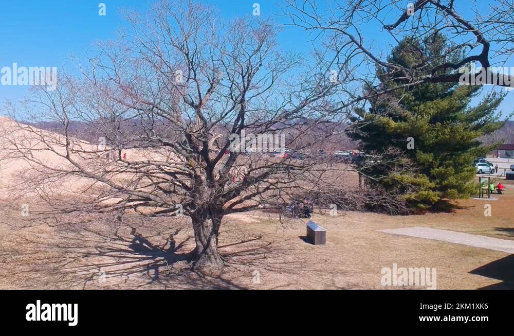 No people tree Stock Videos & Footage - HD and 4K Video Clips - Alamy