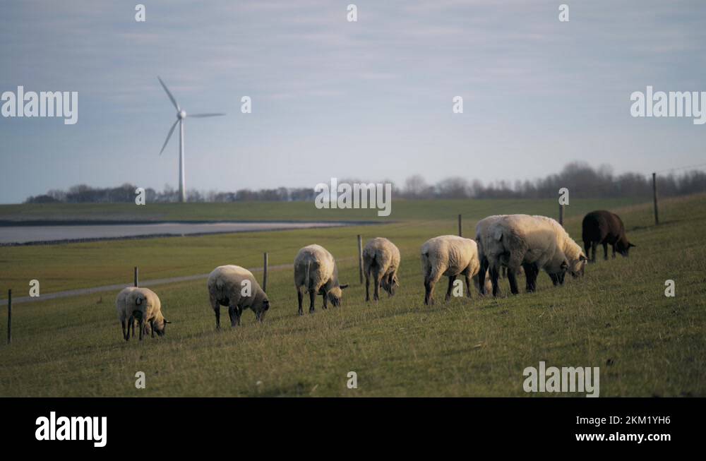 Wind turbine on grass Stock Videos & Footage - HD and 4K Video Clips ...