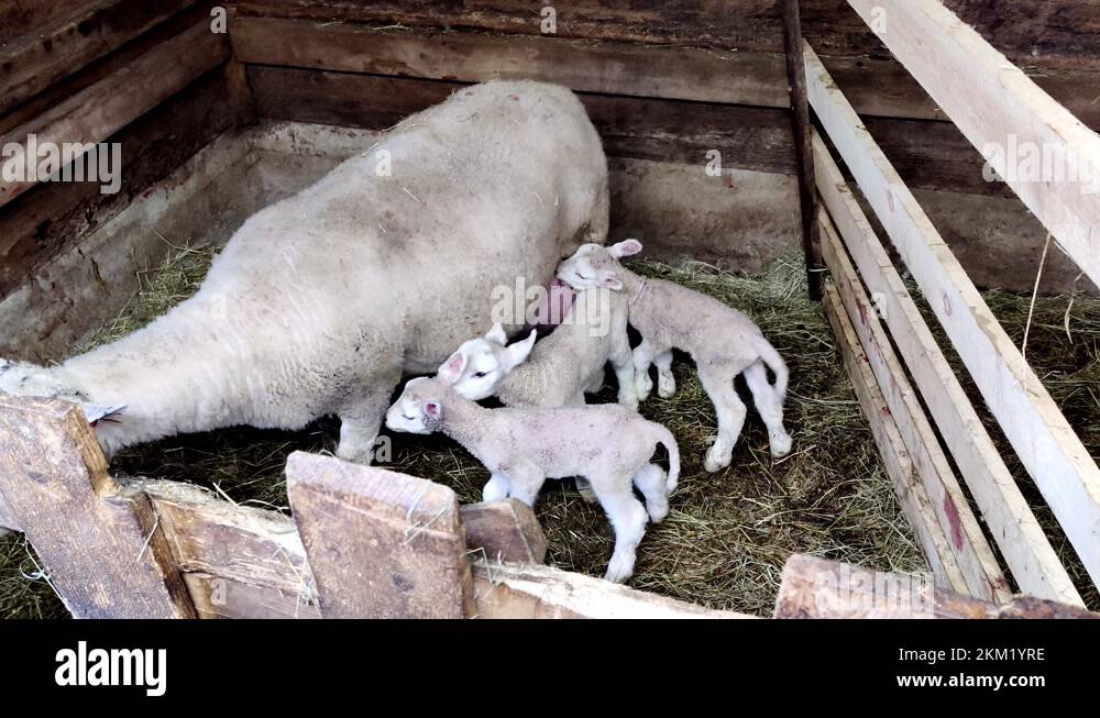 Newborn lambs together with mother inside barn, struggling to drink ...