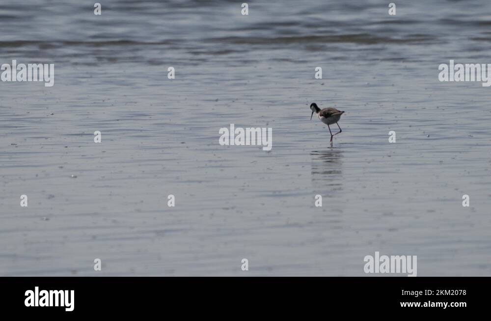 Black legged stilt Stock Videos & Footage - HD and 4K Video Clips - Alamy