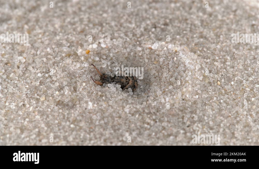 Insect larva Myrmeleon formicarius or common antlion, family ...