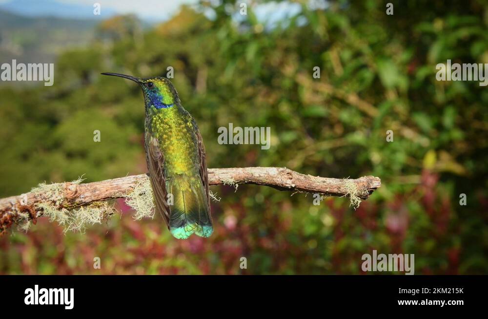 Lesser Violetear - Colibri cyanotus - mountain violet-ear, metallic ...