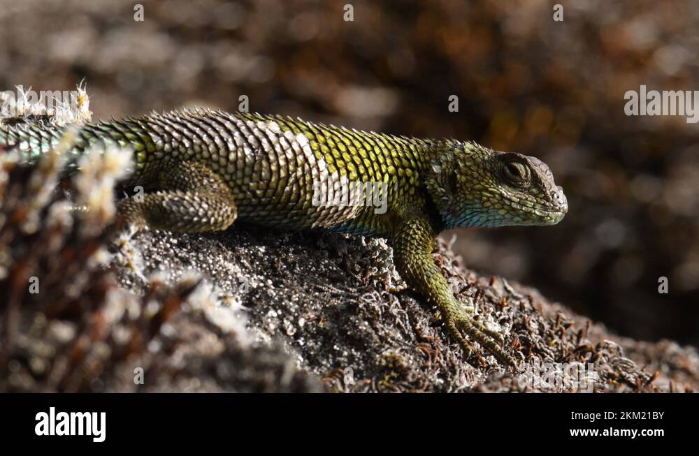 Emerald swift or green spiny lizard - Sceloporus malachiticus, species ...