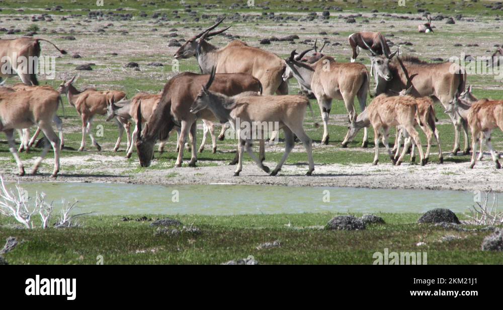 A herd of Eland with calves walk around a water hole in South Africa ...