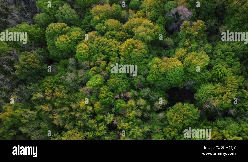 Early spring in forest aerial top view, countryside woodland, Drone ...