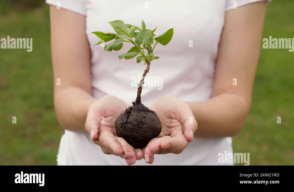 Holding tree sapling Stock Videos & Footage - HD and 4K Video Clips - Alamy