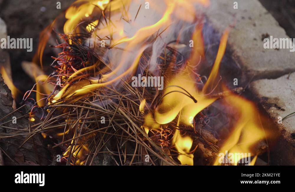 Video of fire and flames. Dry plant remains burn under influence of ...