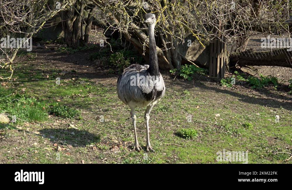 Greater rhea rhea americana Stock Videos & Footage - HD and 4K Video ...