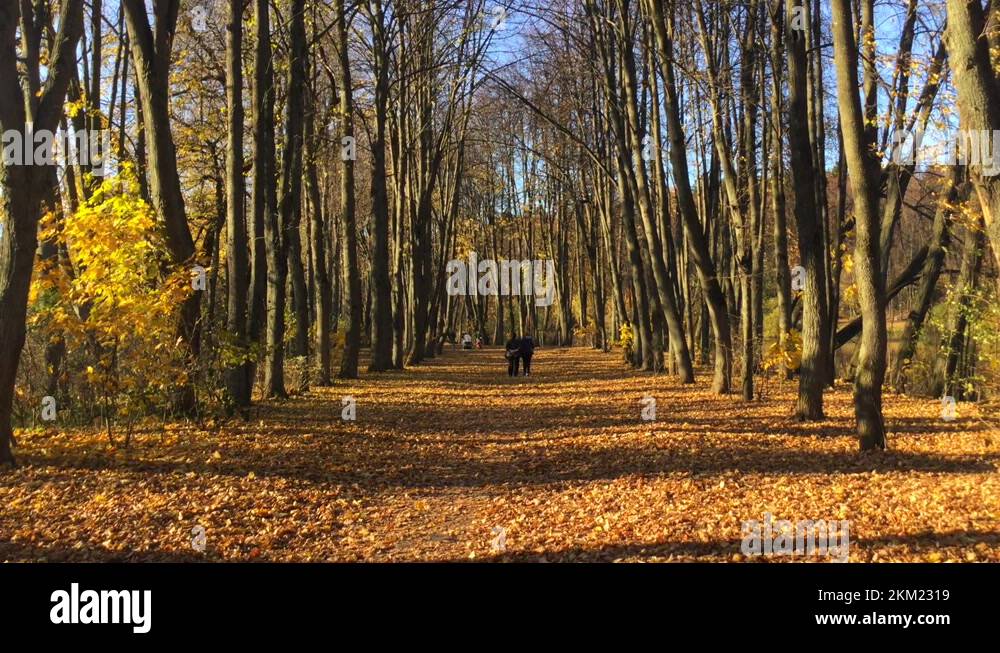 People walking along broad path lined with poplar trees casting long ...