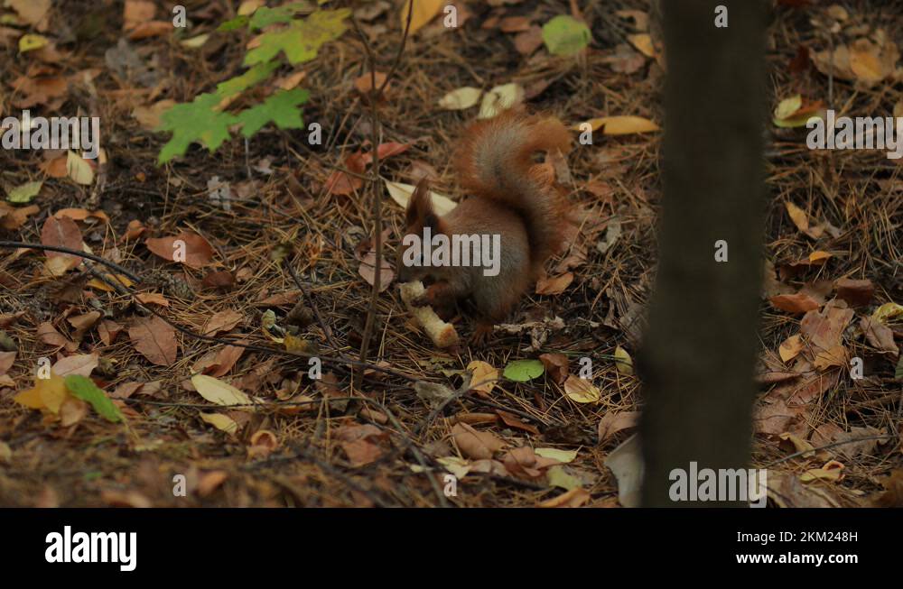 A squirrel eats nuts Stock Videos & Footage - HD and 4K Video Clips - Alamy
