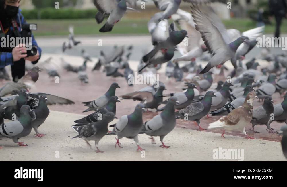 Pigeon photograph Stock Videos & Footage - HD and 4K Video Clips - Alamy