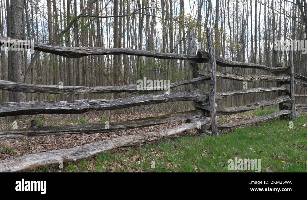 Sag trees Stock Videos & Footage - HD and 4K Video Clips - Alamy