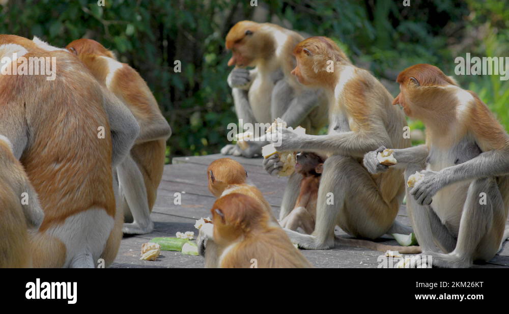 Malaysia, Borneo, Sabah, Sandakan, conservation animals, proboscis ...