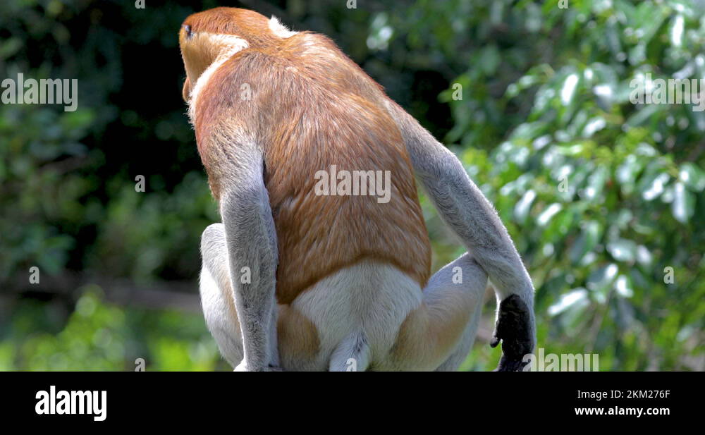 Malaysia, Borneo, Sabah, Sandakan, conservation animals, proboscis ...