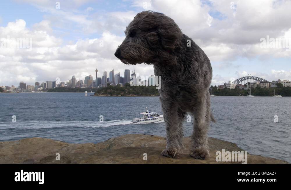 Dog on cliff top Stock Videos & Footage - HD and 4K Video Clips - Alamy