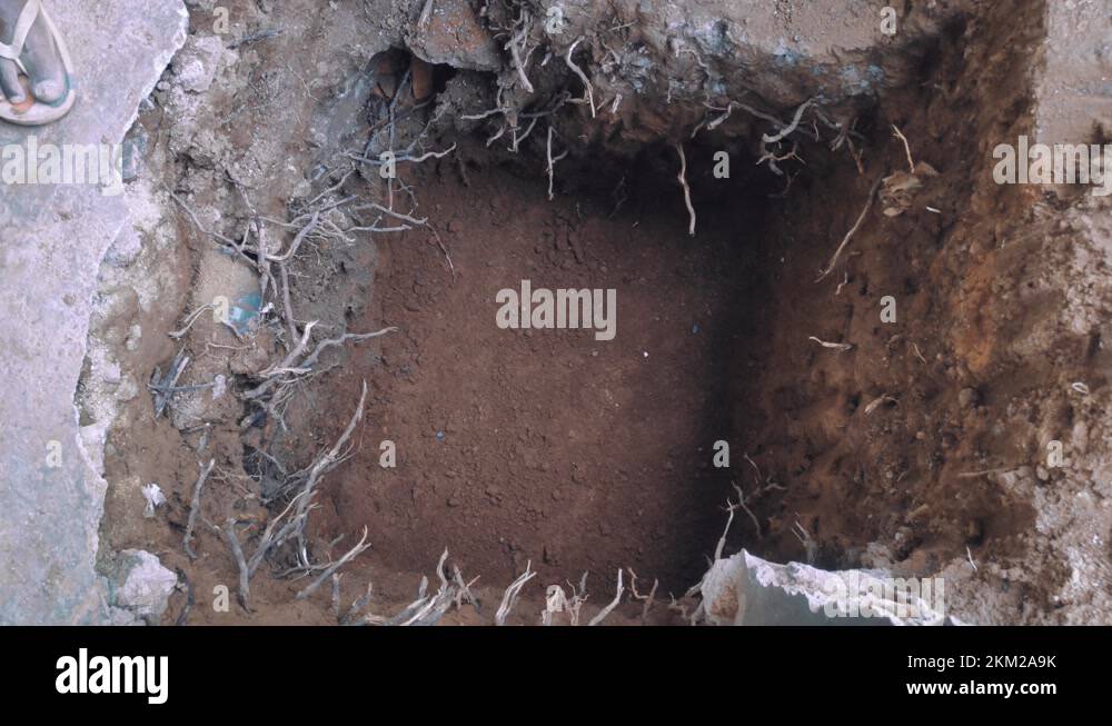 Tree roots house Stock Videos & Footage - HD and 4K Video Clips - Alamy