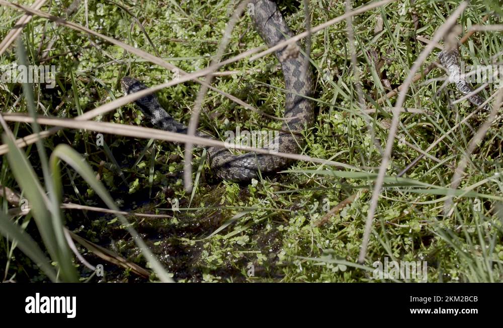 Snake edge Stock Videos & Footage - HD and 4K Video Clips - Alamy