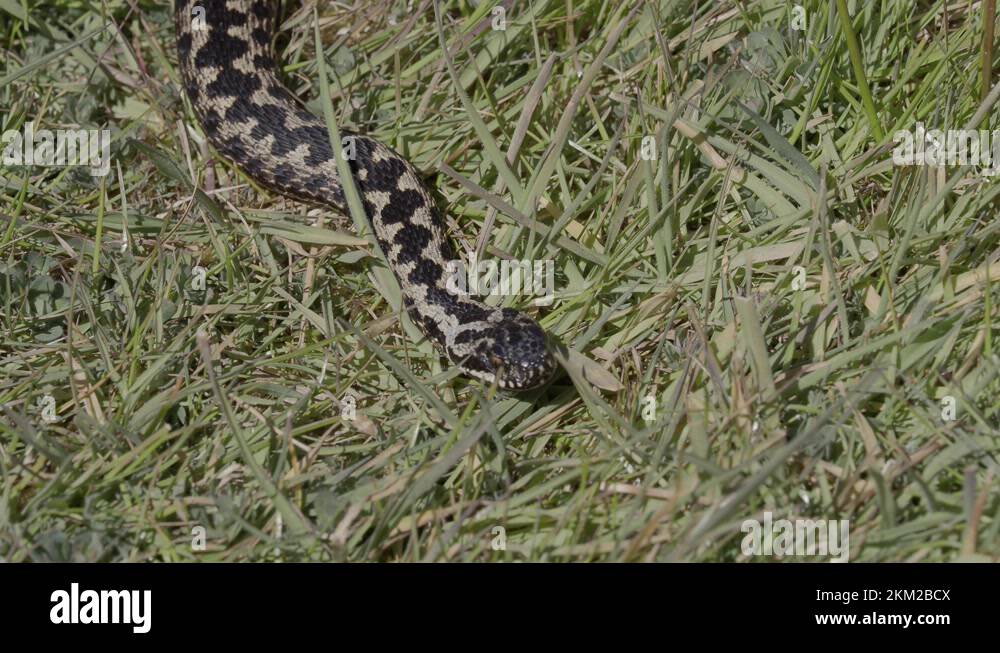 Adder snake Stock Videos & Footage - HD and 4K Video Clips - Alamy