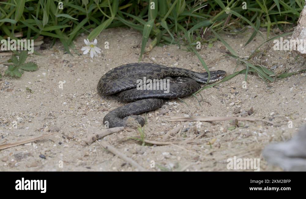 Basking snake Stock Videos & Footage - HD and 4K Video Clips - Alamy