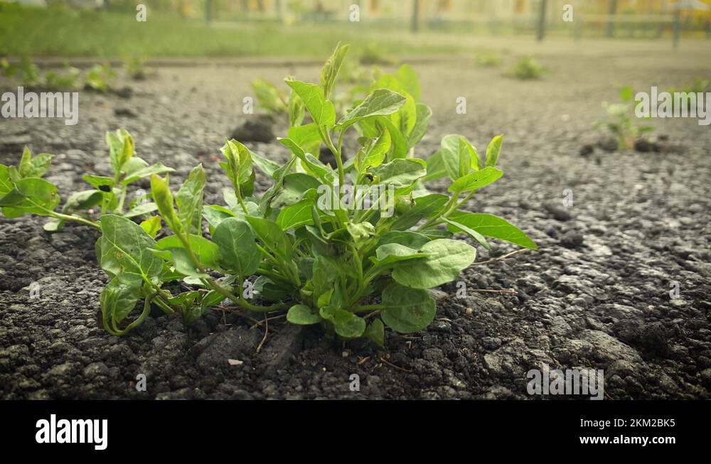 Plant growing in asphalt Stock Videos & Footage - HD and 4K Video Clips ...
