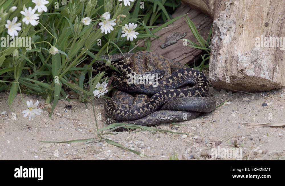 Snakes of europe Stock Videos & Footage - HD and 4K Video Clips - Alamy