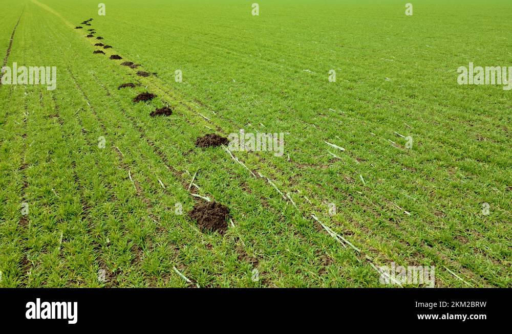 Spoiled animals Stock Videos & Footage - HD and 4K Video Clips - Alamy