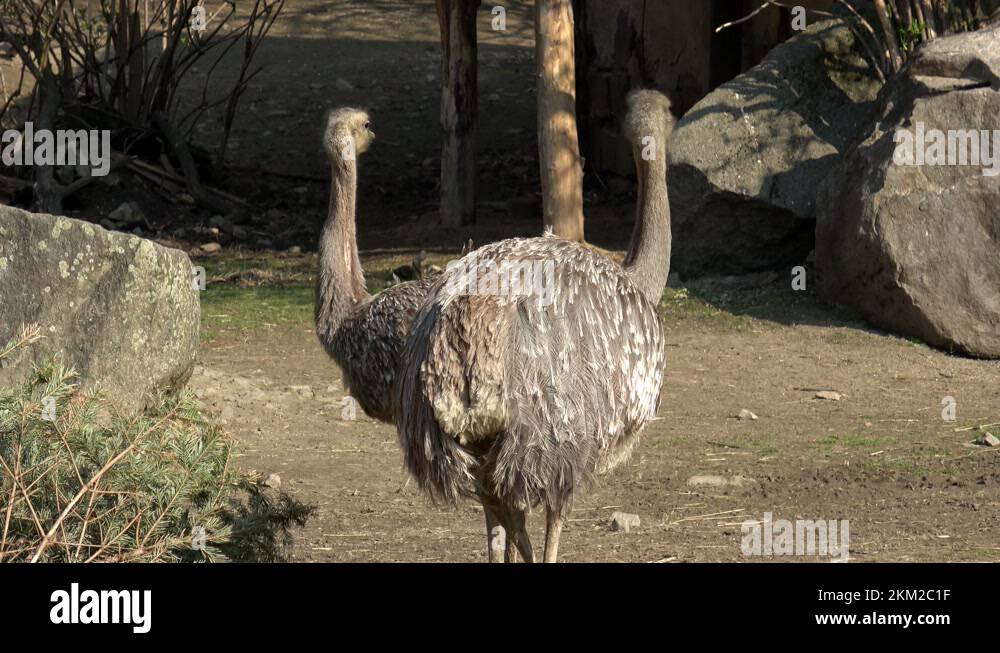 Two adults of Darwin's rhea (Rhea pennata), also known as the lesser ...