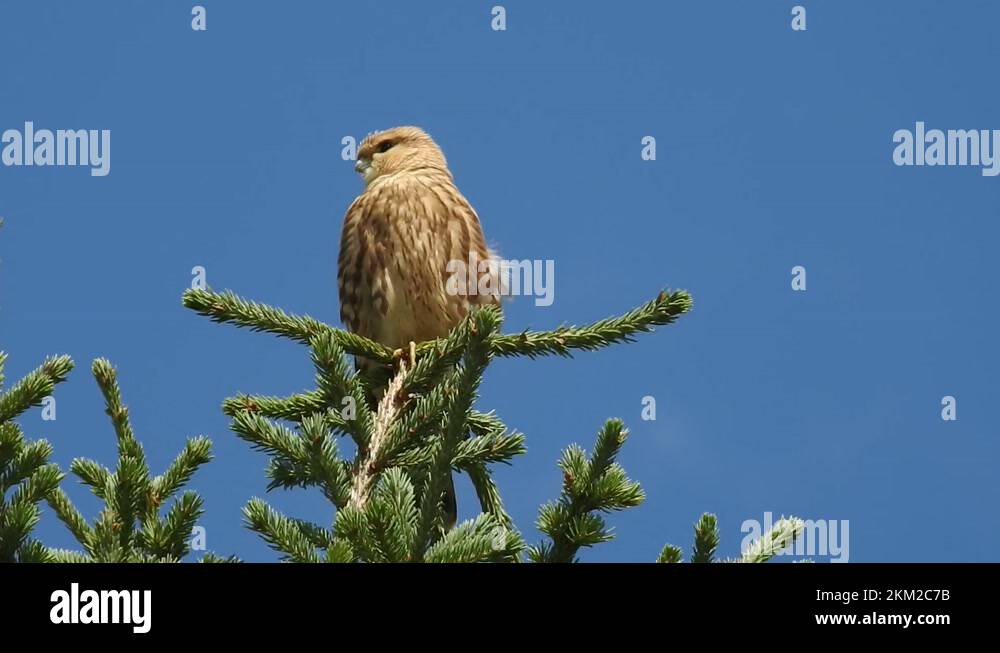 Merlin Stock Videos & Footage - HD and 4K Video Clips - Alamy