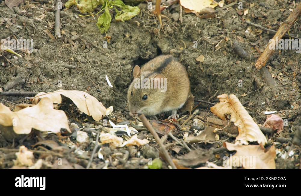Chinese rodent Stock Videos & Footage - HD and 4K Video Clips - Alamy