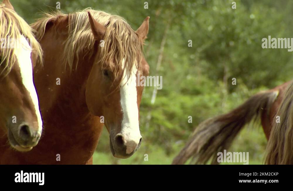 Horses farm horse breeding Stock Videos & Footage - HD and 4K Video ...