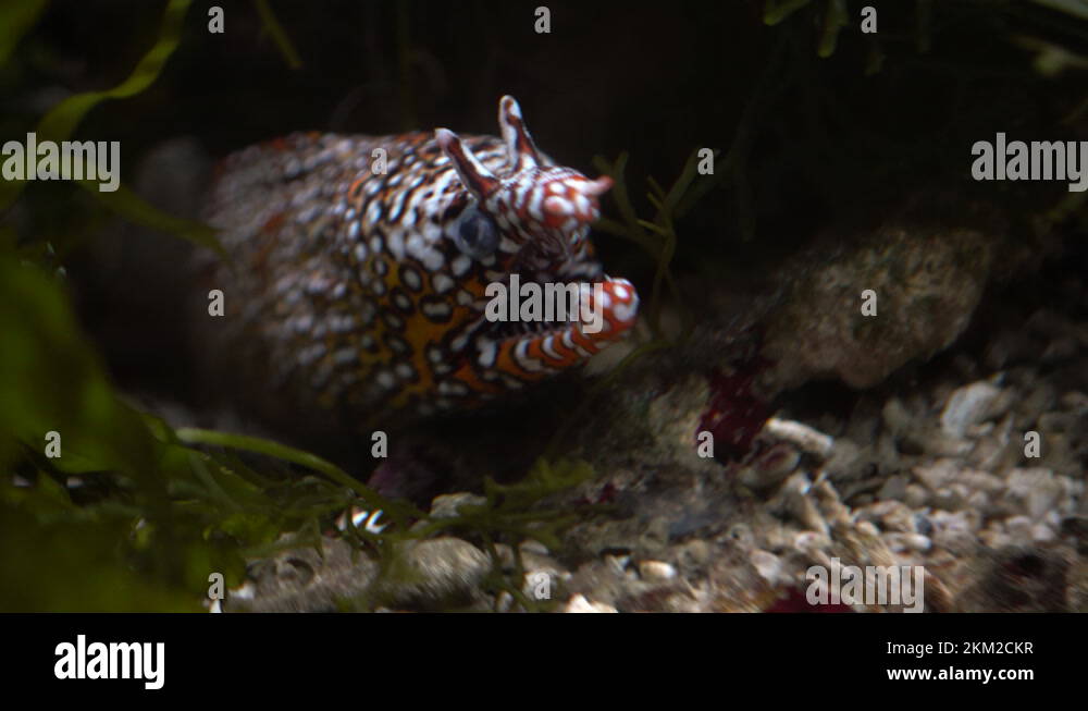 A dragon moray eel hides in a cave at the bottom of the ocean close-up ...