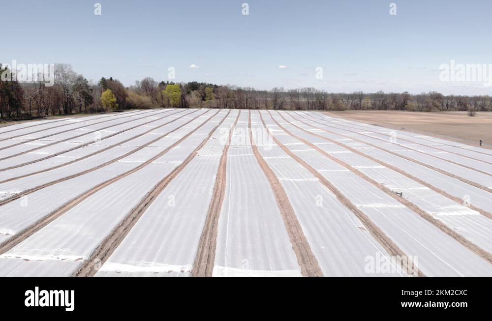 Plastic mulch cultivation Stock Videos & Footage - HD and 4K Video ...